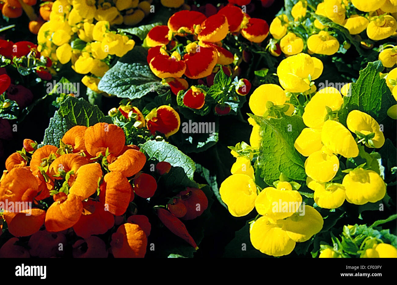 Detail of yellow, orange and red Calceolaria Studio Stock Photo - Alamy