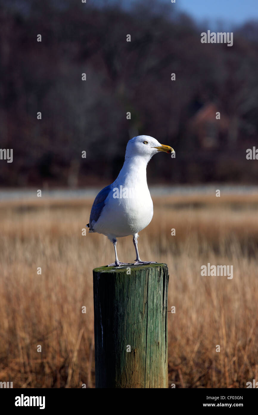 Seagull long island ny hi-res stock photography and images - Alamy