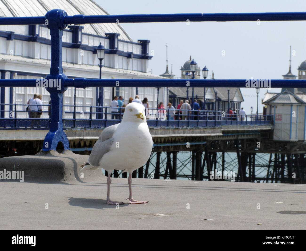 Eastbourne pier seagull hi-res stock photography and images - Alamy
