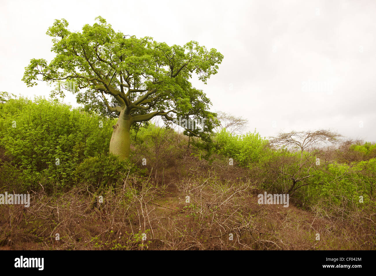 Large ceiba tree hi-res stock photography and images - Alamy