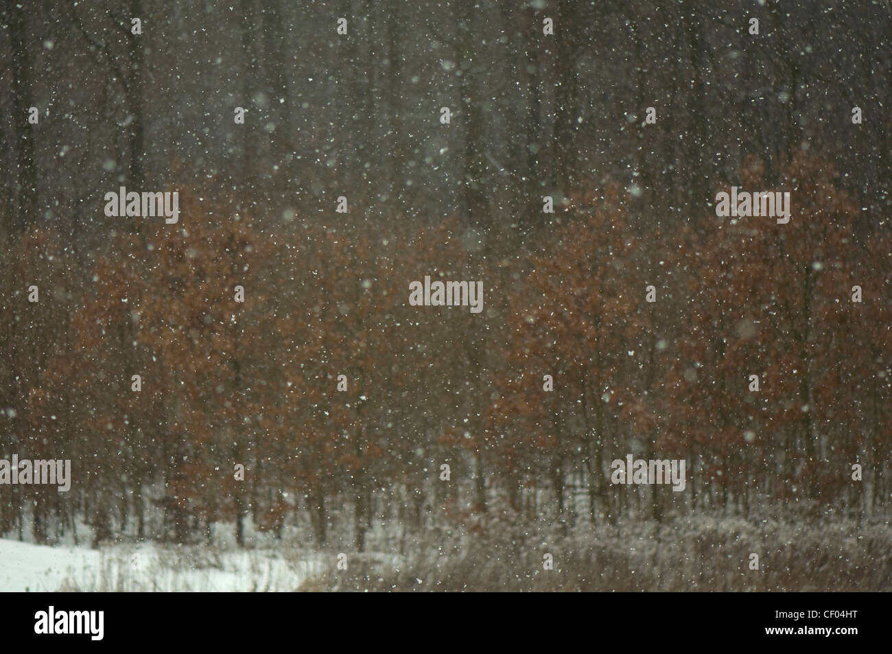 Flurry of snow hi-res stock photography and images - Alamy