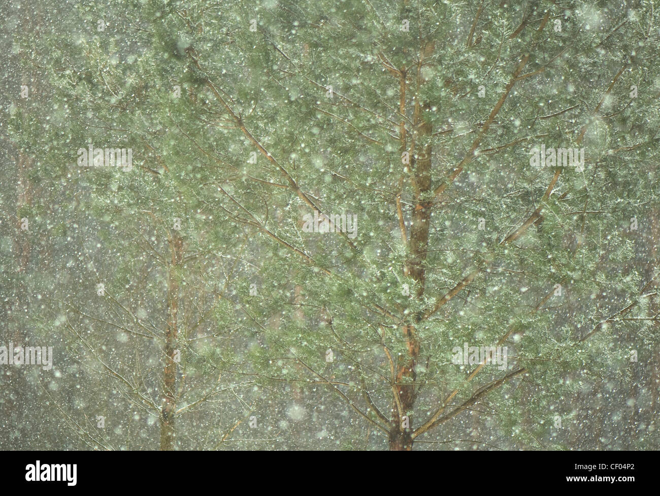 Flurry hi-res stock photography and images - Alamy