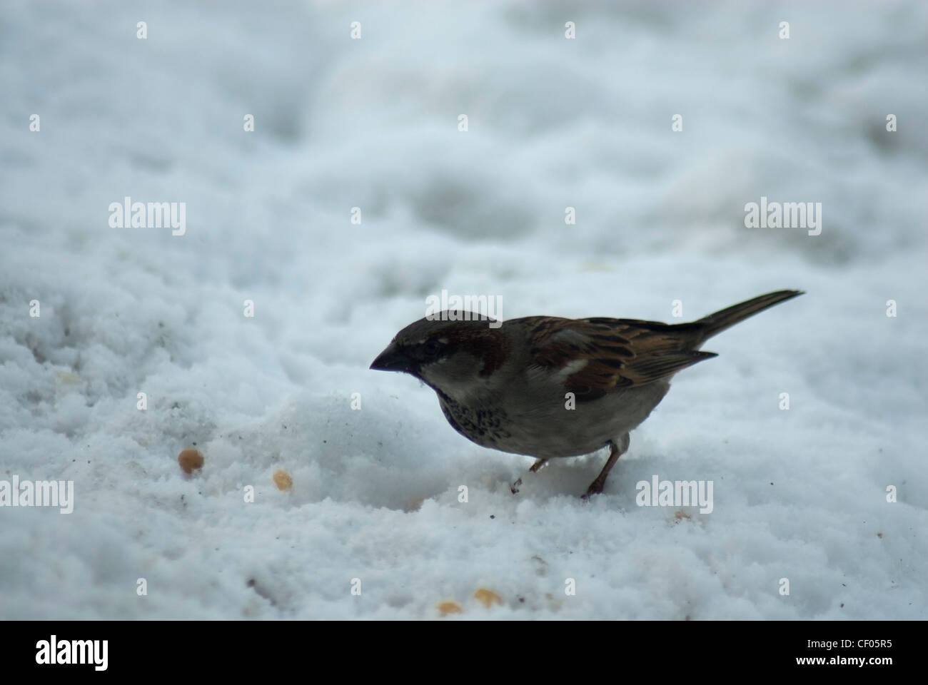 Cut bird hi-res stock photography and images - Alamy