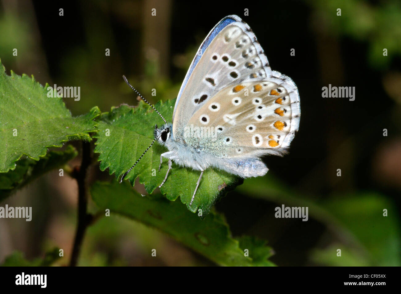 Adonis Blue (Polyommatus bellargus Stock Photo - Alamy