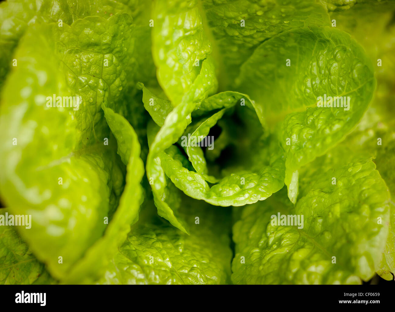 Subtle brown leaves hi-res stock photography and images - Alamy