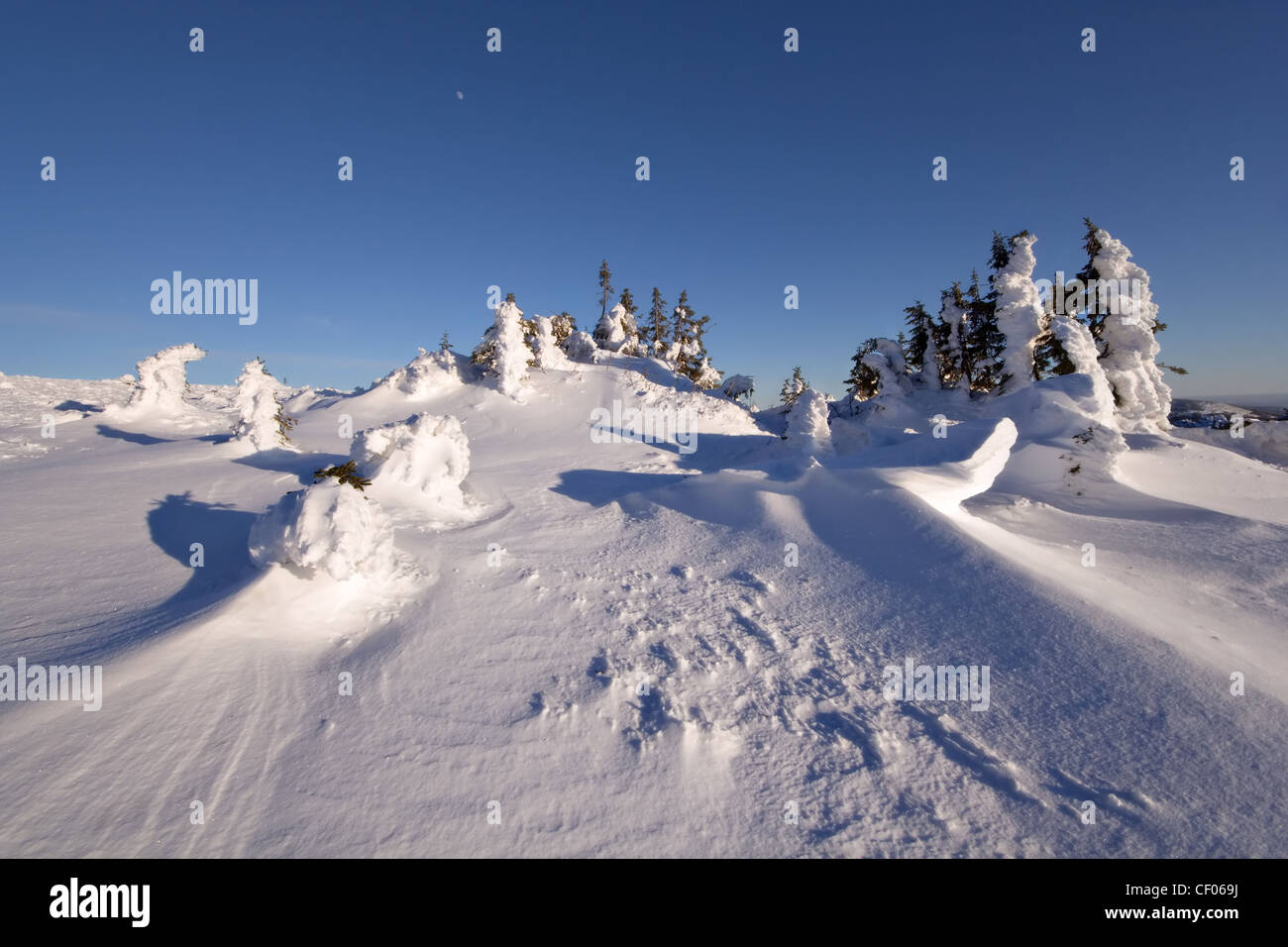 Winter landscape. Snow-covered trees in taiga against blue sky ...