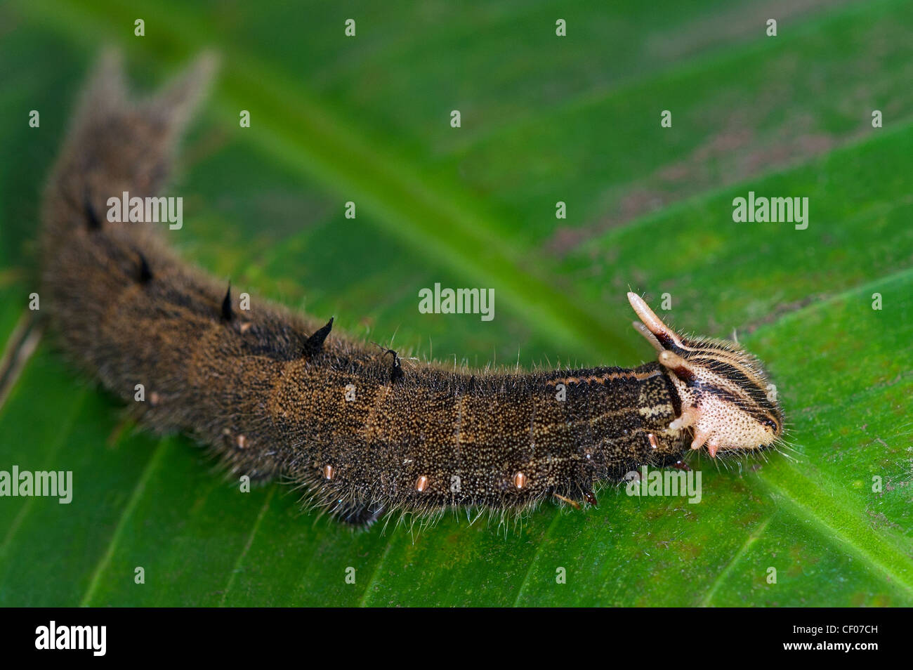 A larva of the Owl butterfly Stock Photo - Alamy