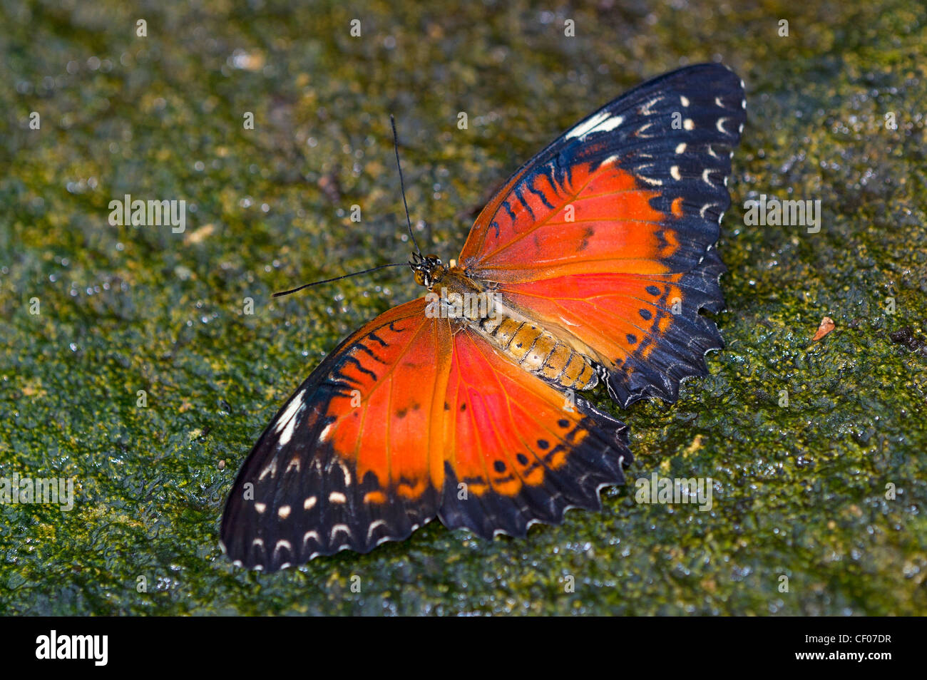 An adult Red Lacewing butterfly Stock Photo - Alamy