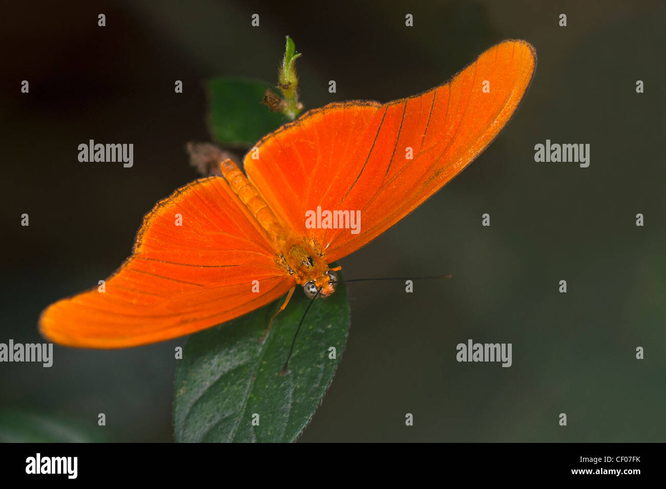 An adult Flame butterfly Stock Photo - Alamy