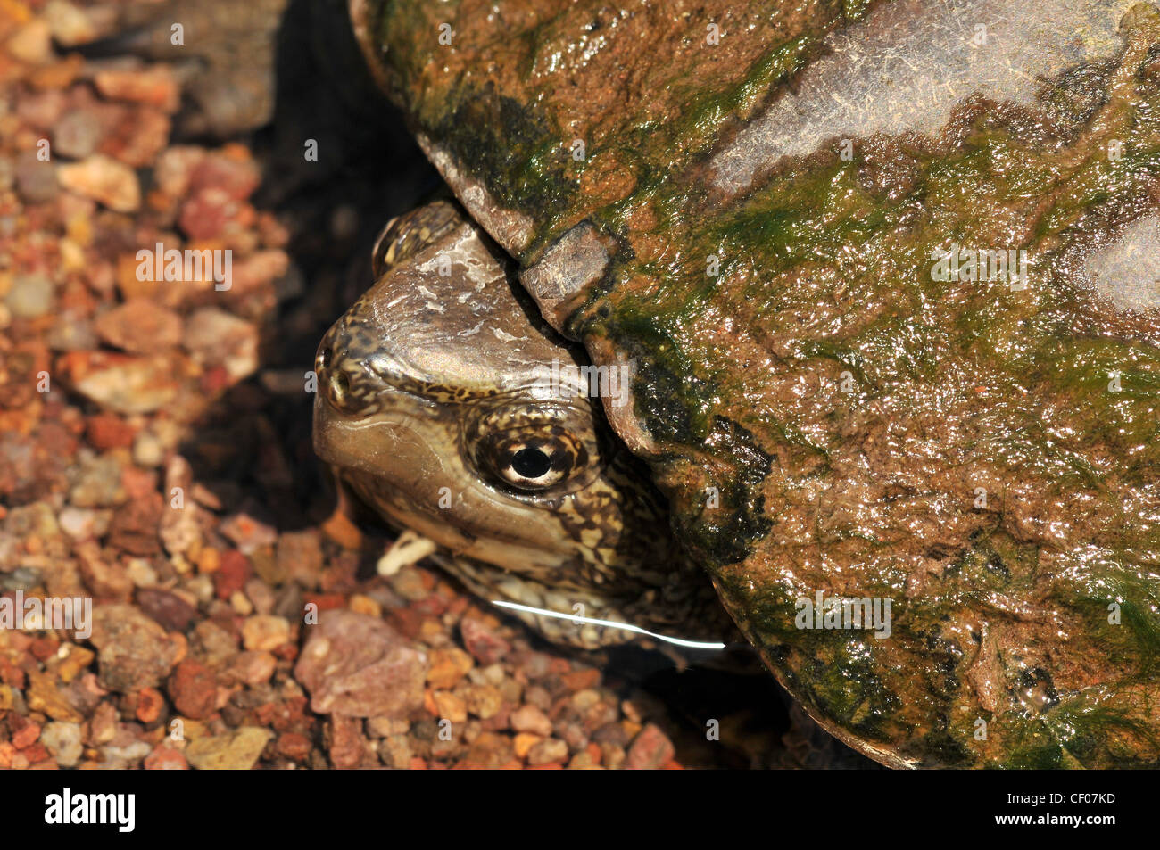 A Sonoran Mud Turtle, (Kinosternon sonoriense sonoriense), an ...