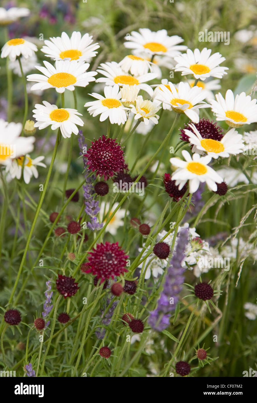 a Bee Garden at the Hampton Court Palace Flower Show Aanthemis Sauce ...