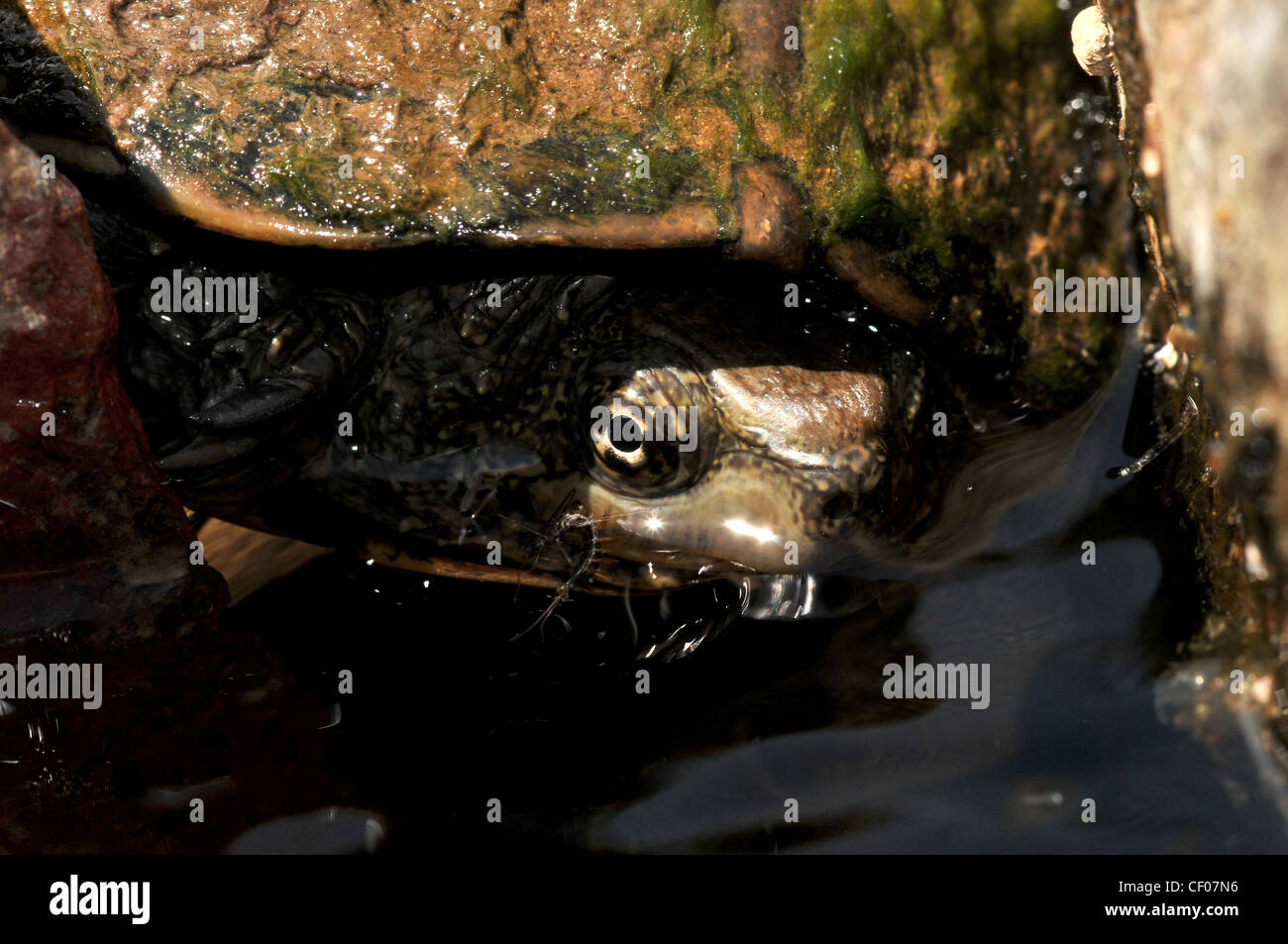 A Sonoran Mud Turtle, (Kinosternon sonoriense sonoriense), an ...