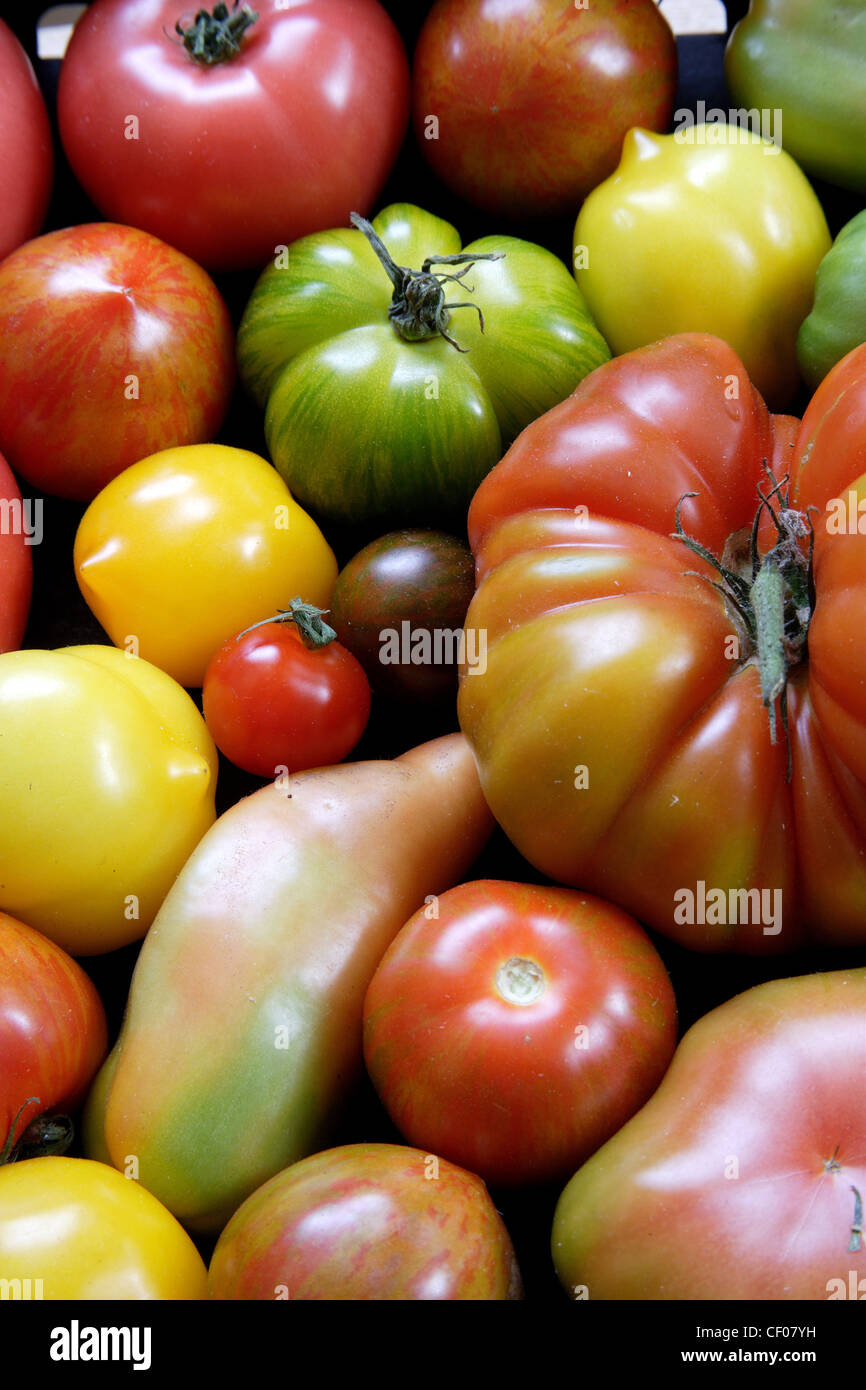 Various tomato types Stock Photo - Alamy