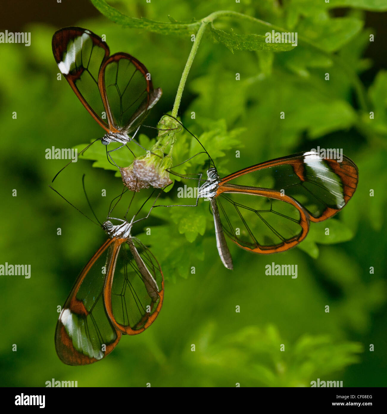 Clearwing butterflies feeding Stock Photo - Alamy