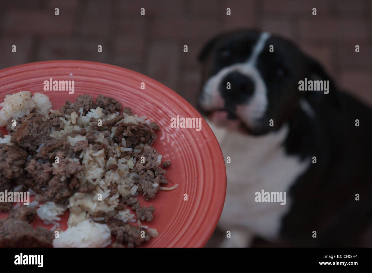 Pit bull eating hi-res stock photography and images - Alamy