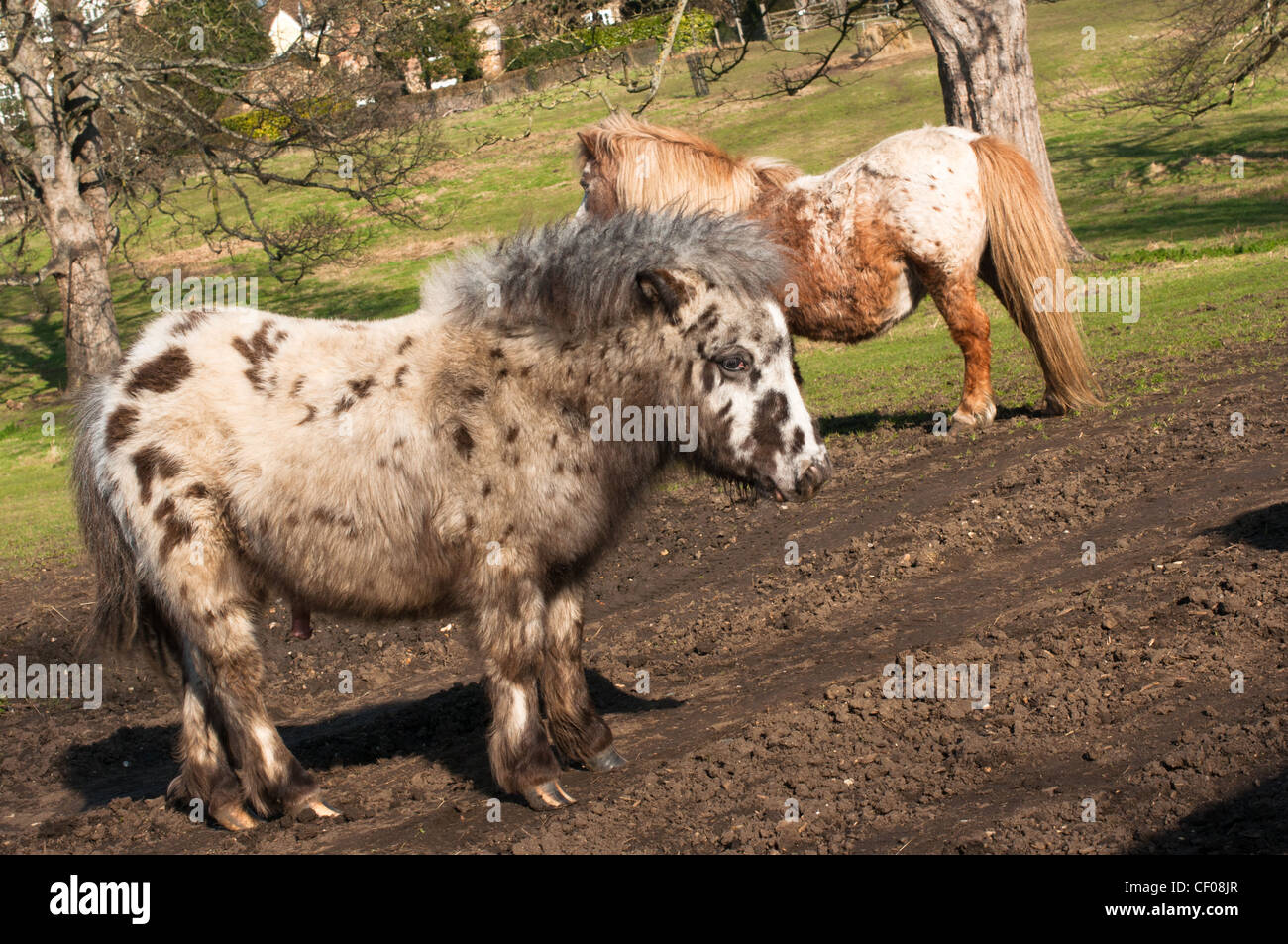 Ponies in the field near Ely Cathedral, Cambridgeshire, England Stock ...
