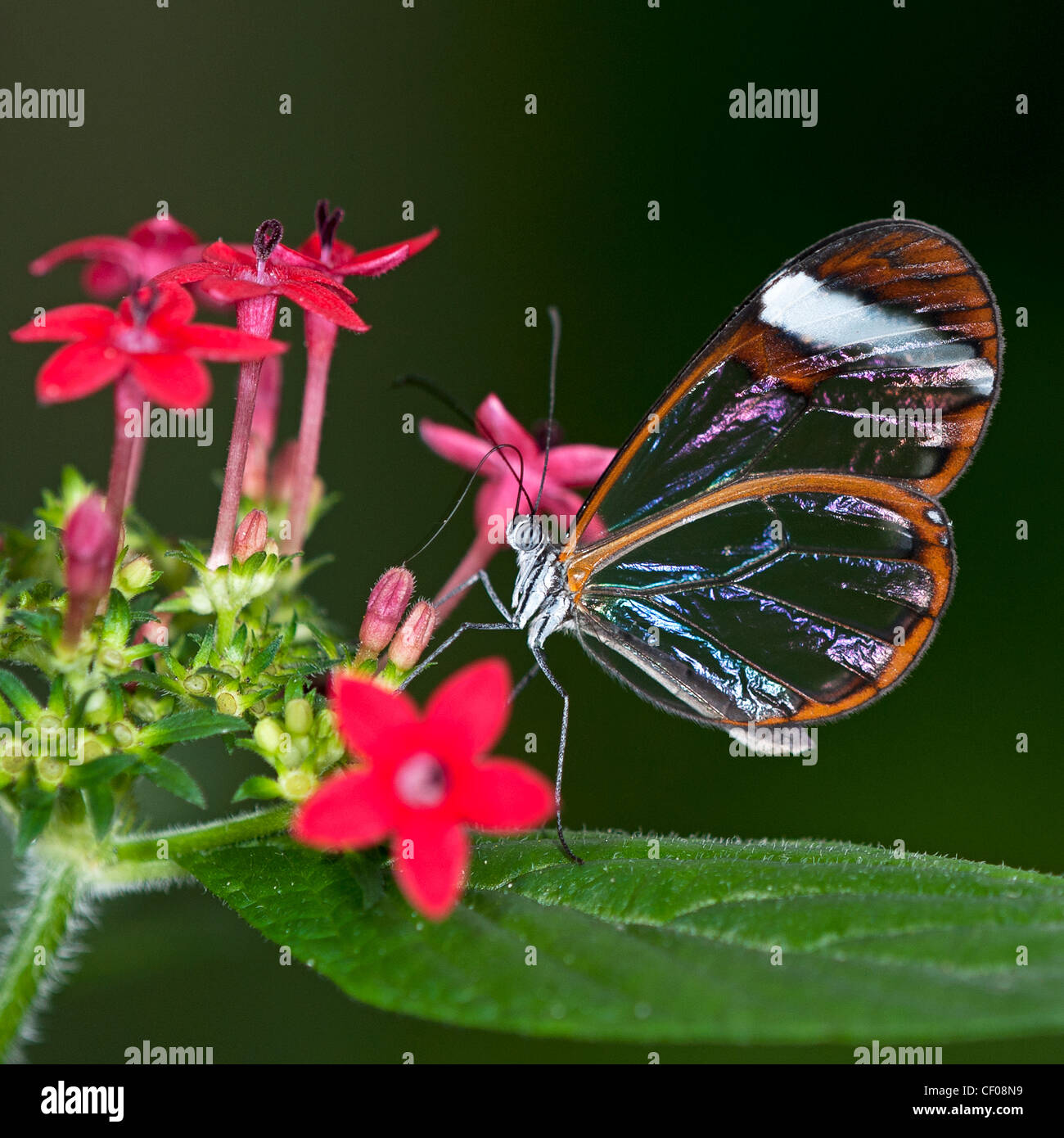 A Clearwing butterfly feeding Stock Photo - Alamy