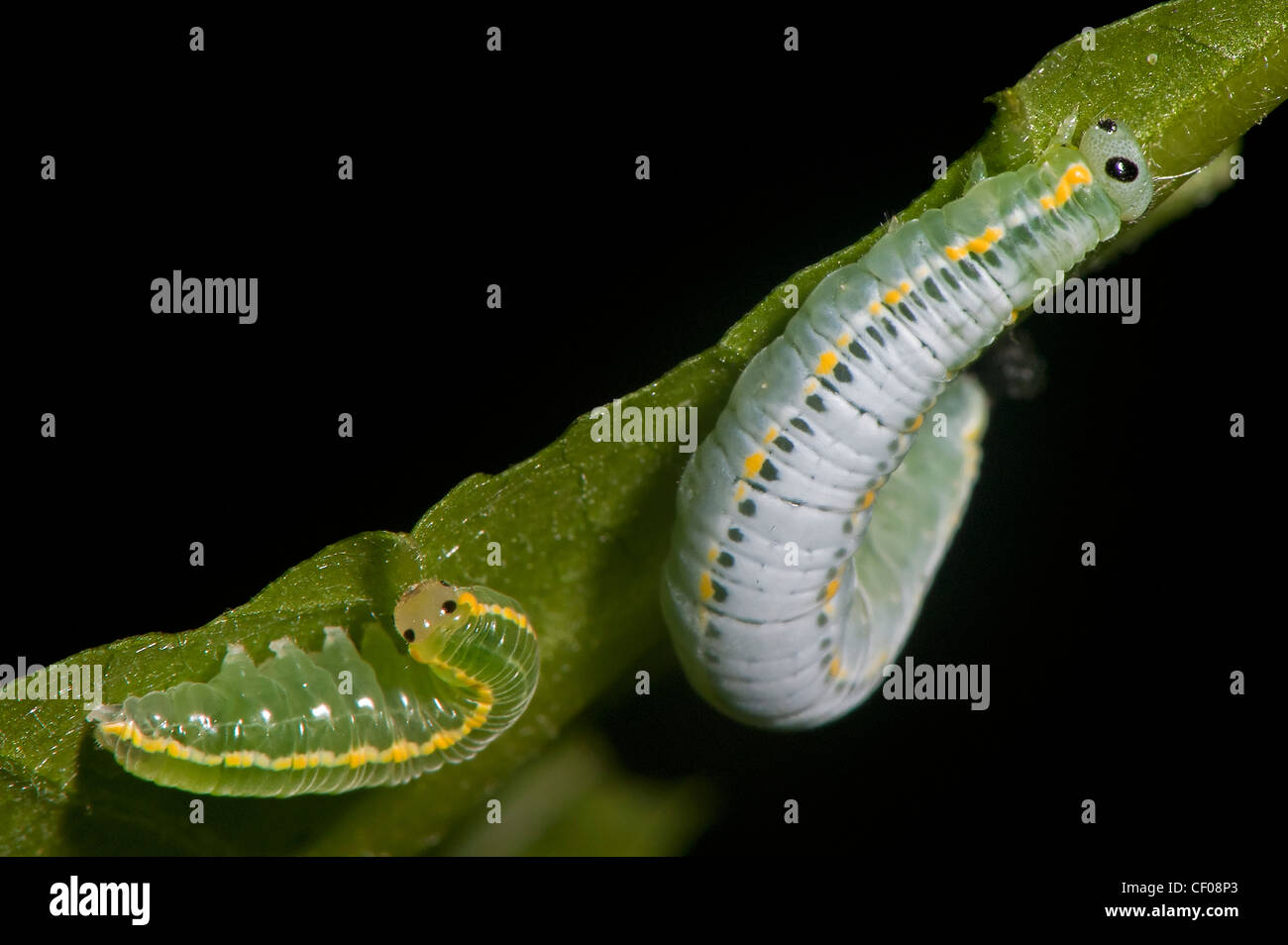 Butterfly larvae hi-res stock photography and images - Alamy