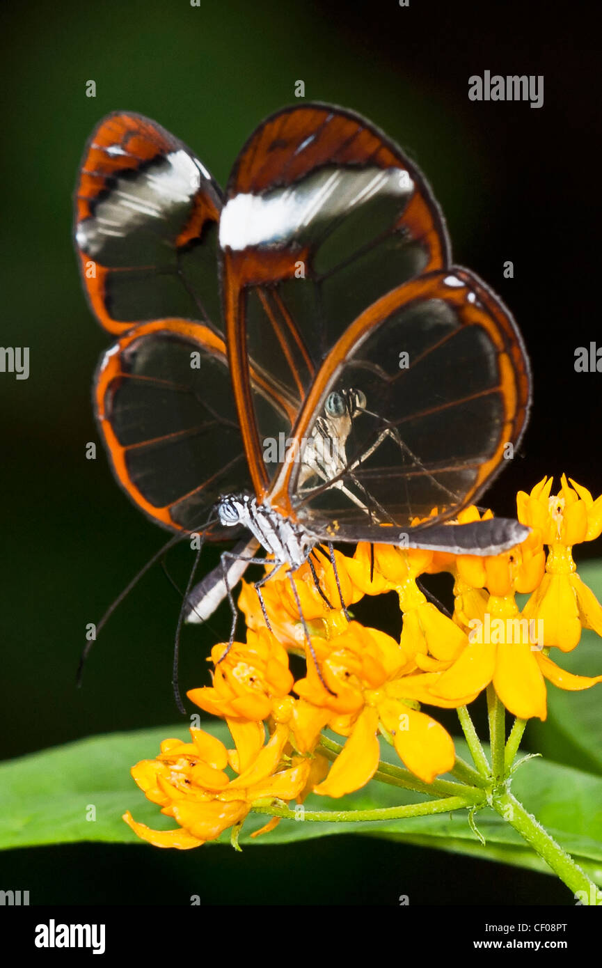 Clearwing butterflies feeding Stock Photo - Alamy