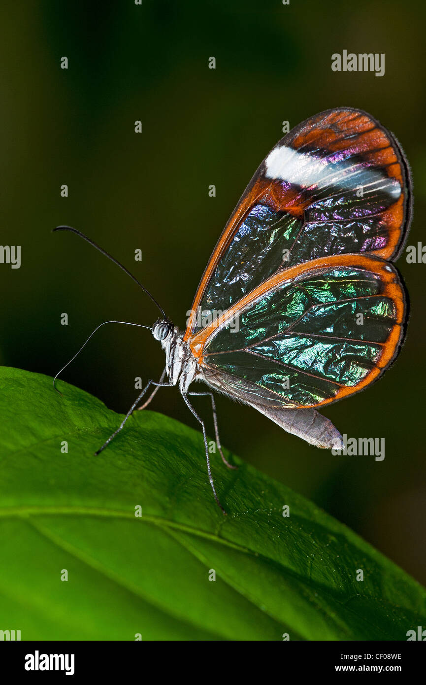 A Clearwing butterfly feeding Stock Photo - Alamy