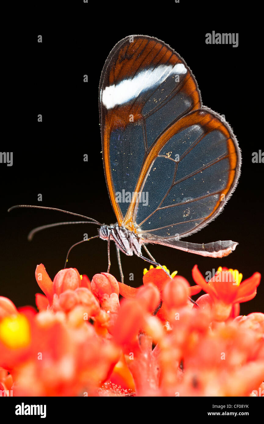 Clearwing butterfly hi-res stock photography and images - Alamy