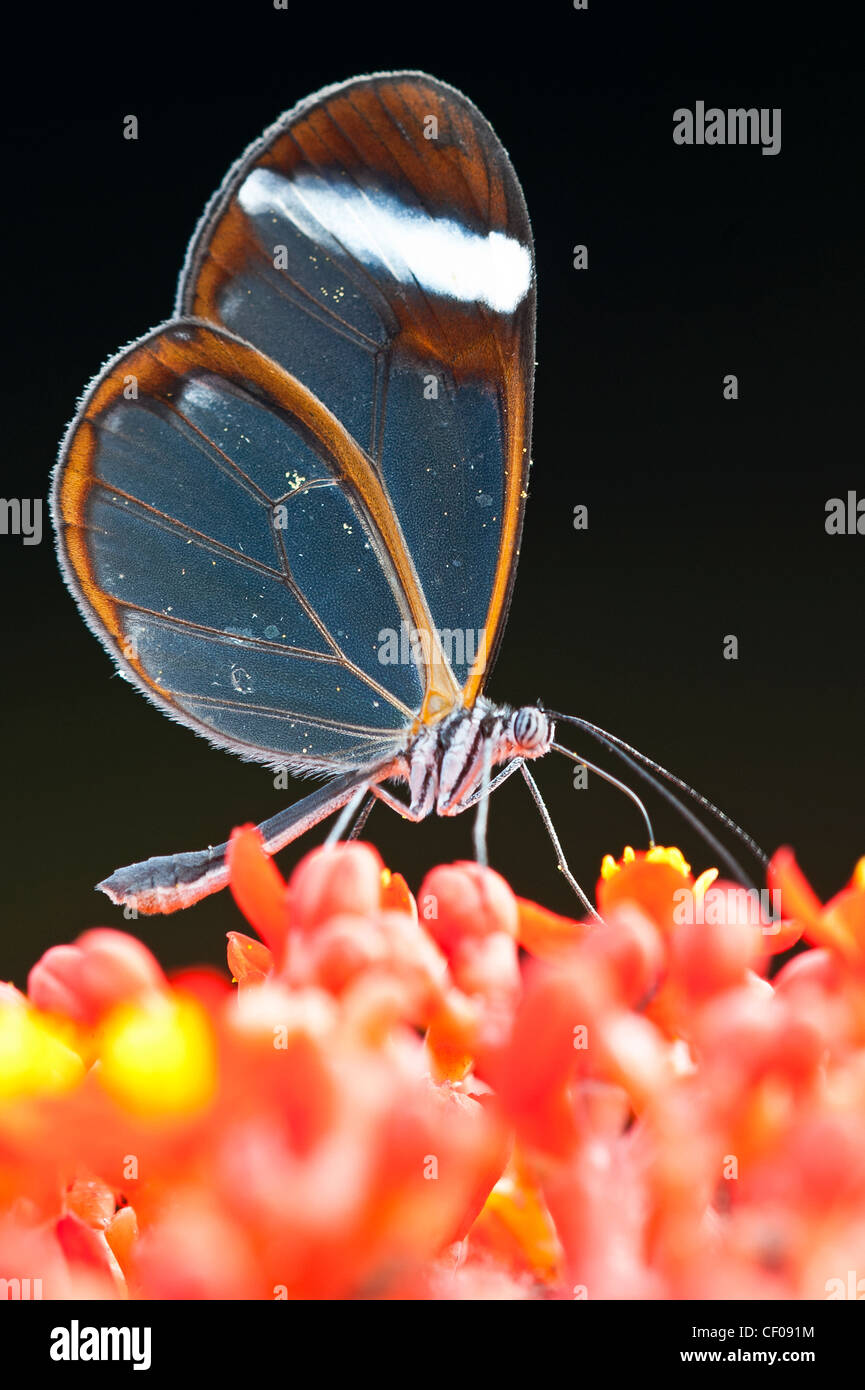 A Clearwing butterfly feeding Stock Photo - Alamy