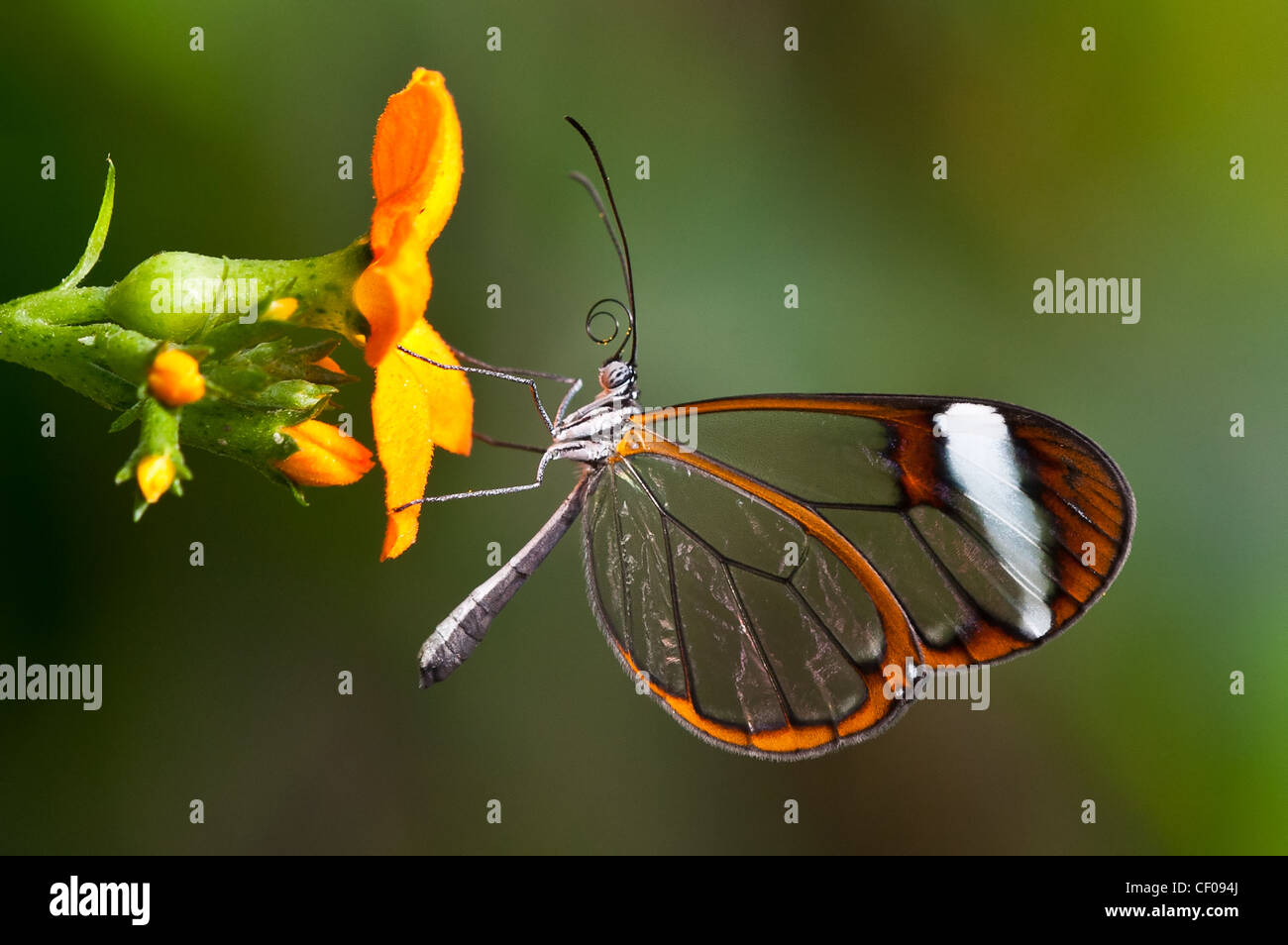 A Clearwing butterfly feeding Stock Photo - Alamy