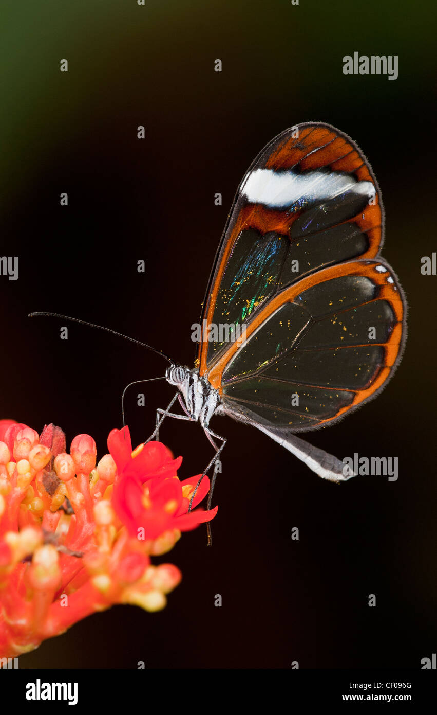 A Clearwing butterfly feeding Stock Photo - Alamy