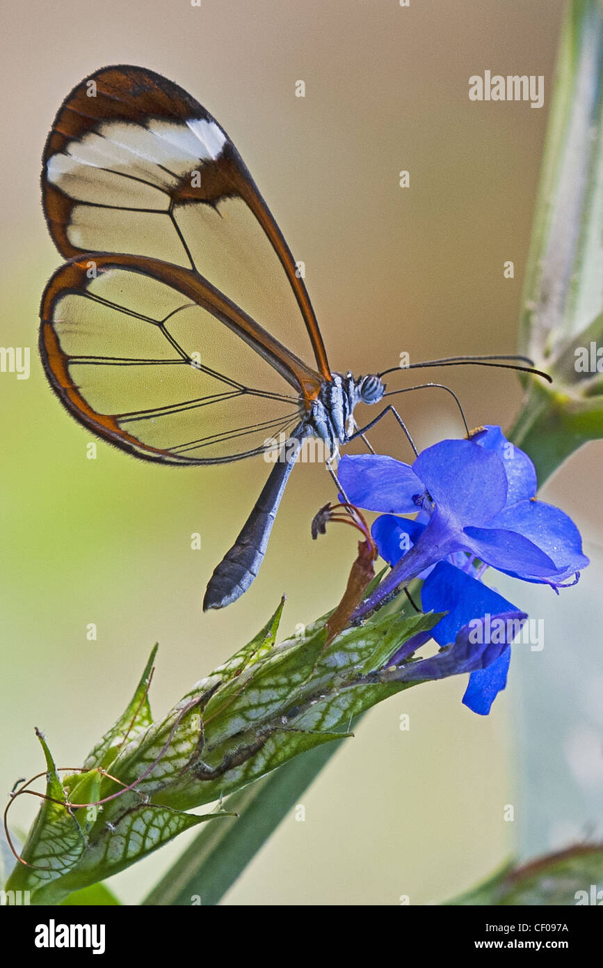 A Clearwing butterfly feeding Stock Photo - Alamy