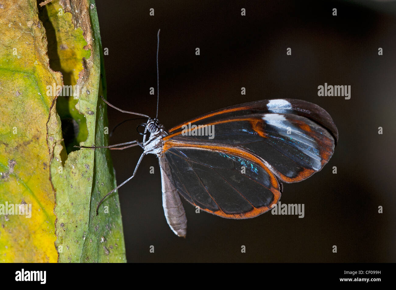 A Clearwing butterfly at rest Stock Photo - Alamy
