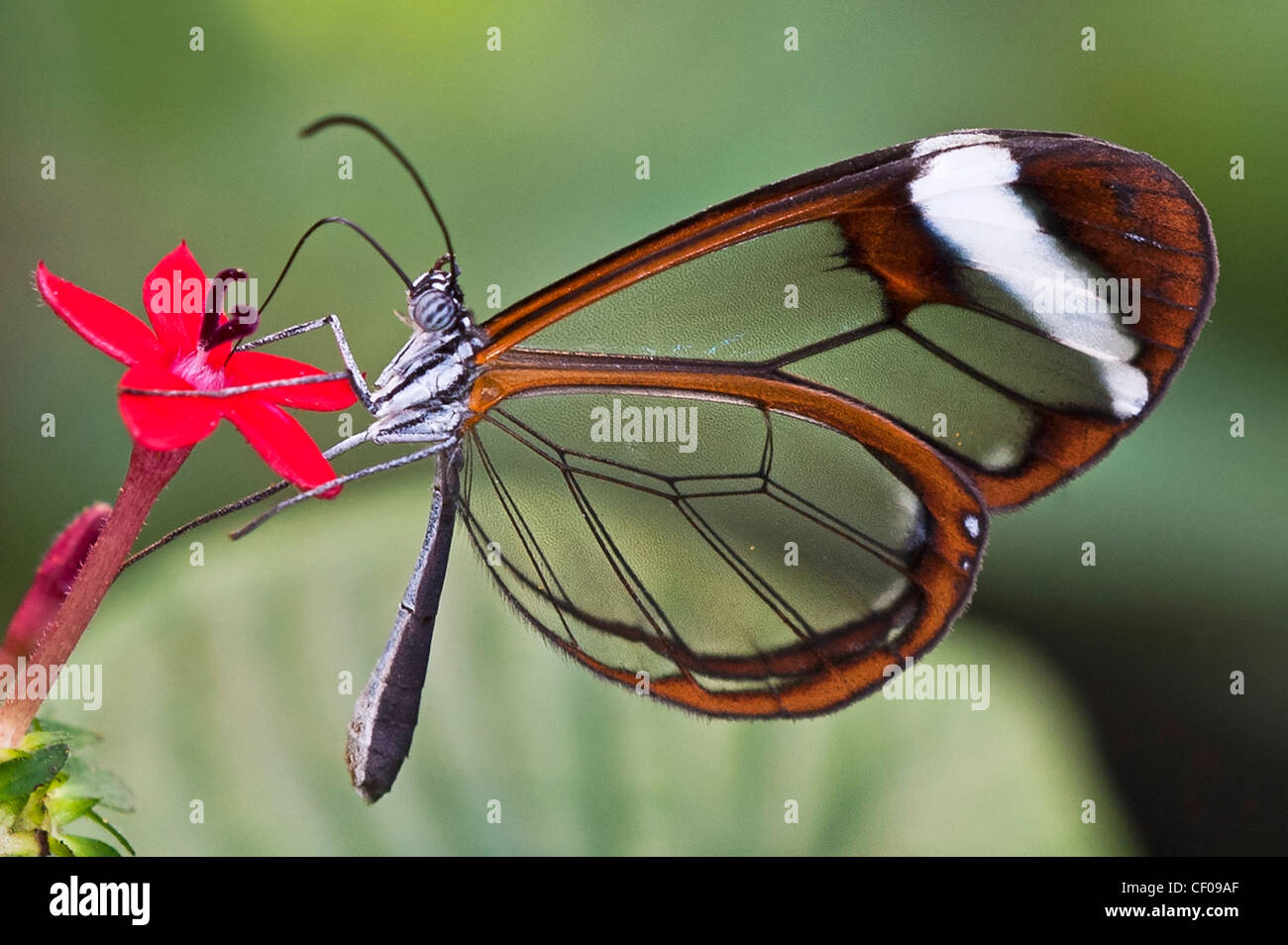 A Clearwing butterfly feeding Stock Photo - Alamy