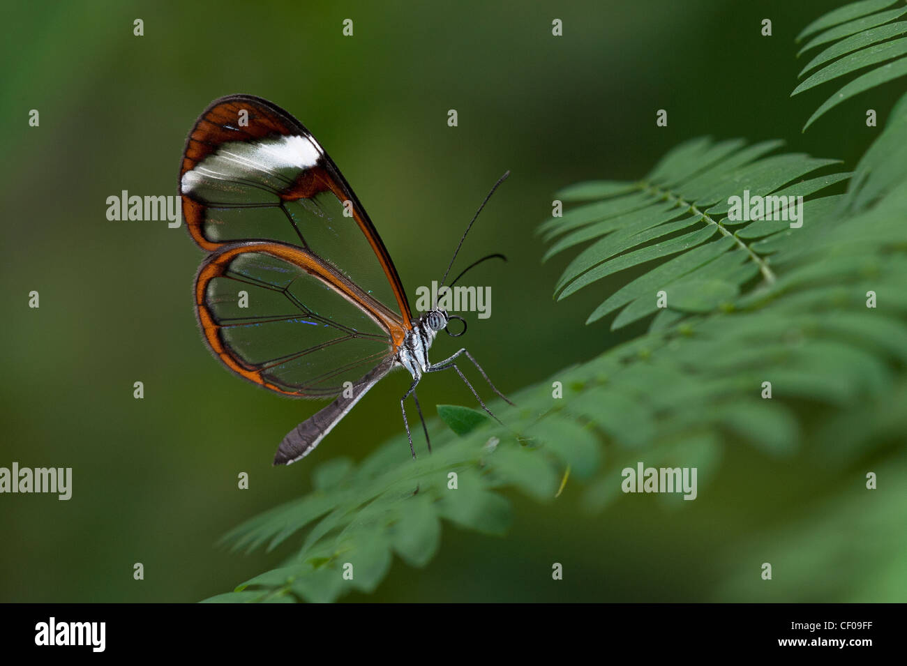 A Clearwing butterfly at rest Stock Photo - Alamy