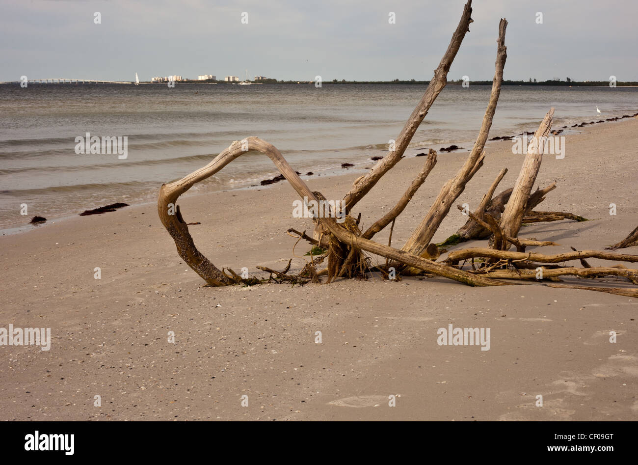 Tree washed up on beach hi-res stock photography and images - Alamy