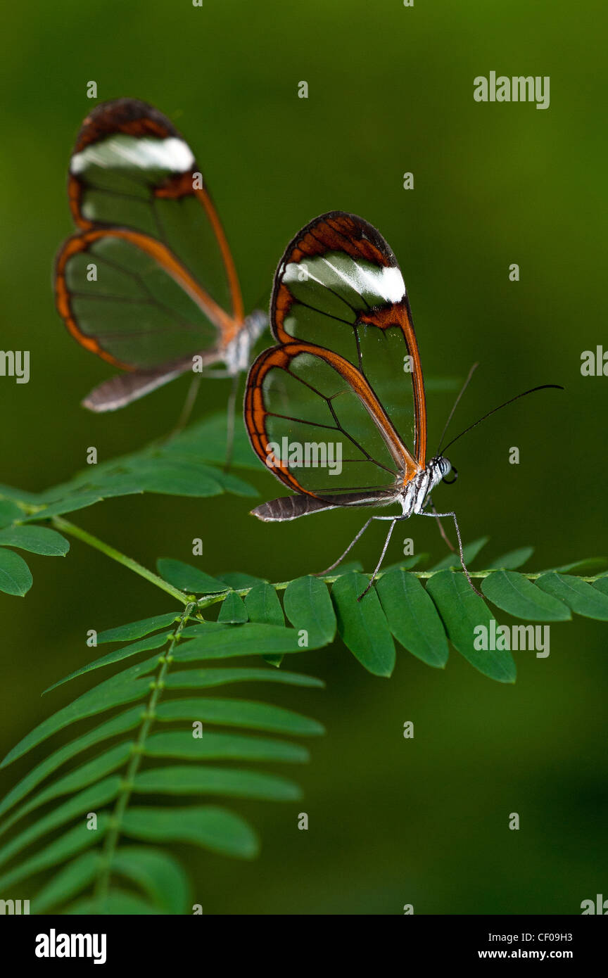 Glasswing butterflies hi-res stock photography and images - Alamy