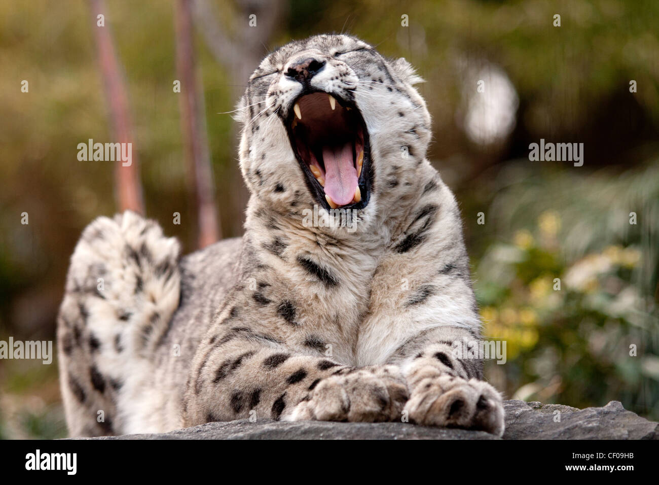 A snow leopard in Central Park Zoo, New York Stock Photo - Alamy