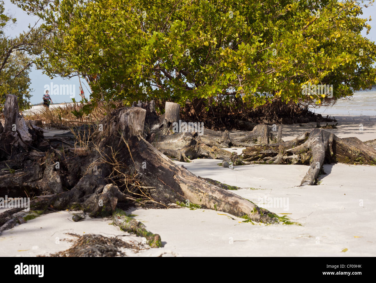 Dead tree trunks on hi-res stock photography and images - Alamy