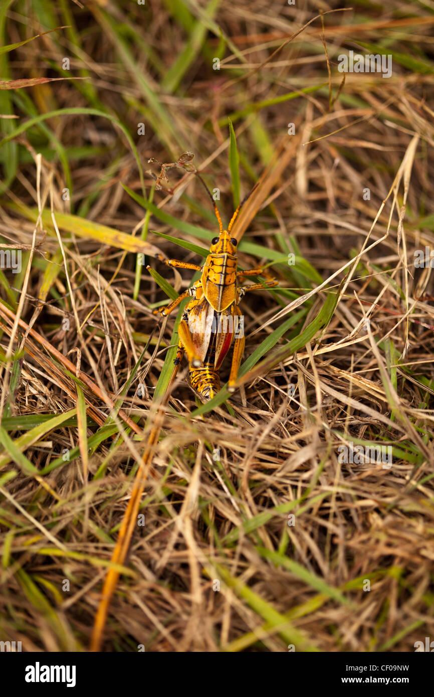Florida grasshopper hi-res stock photography and images - Alamy