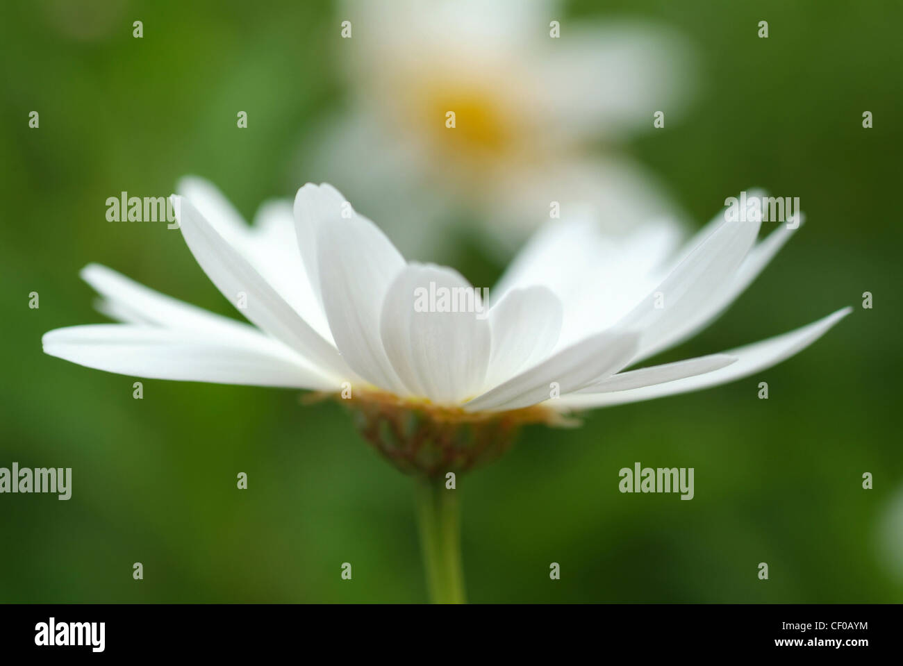 White flower closeup Stock Photo - Alamy