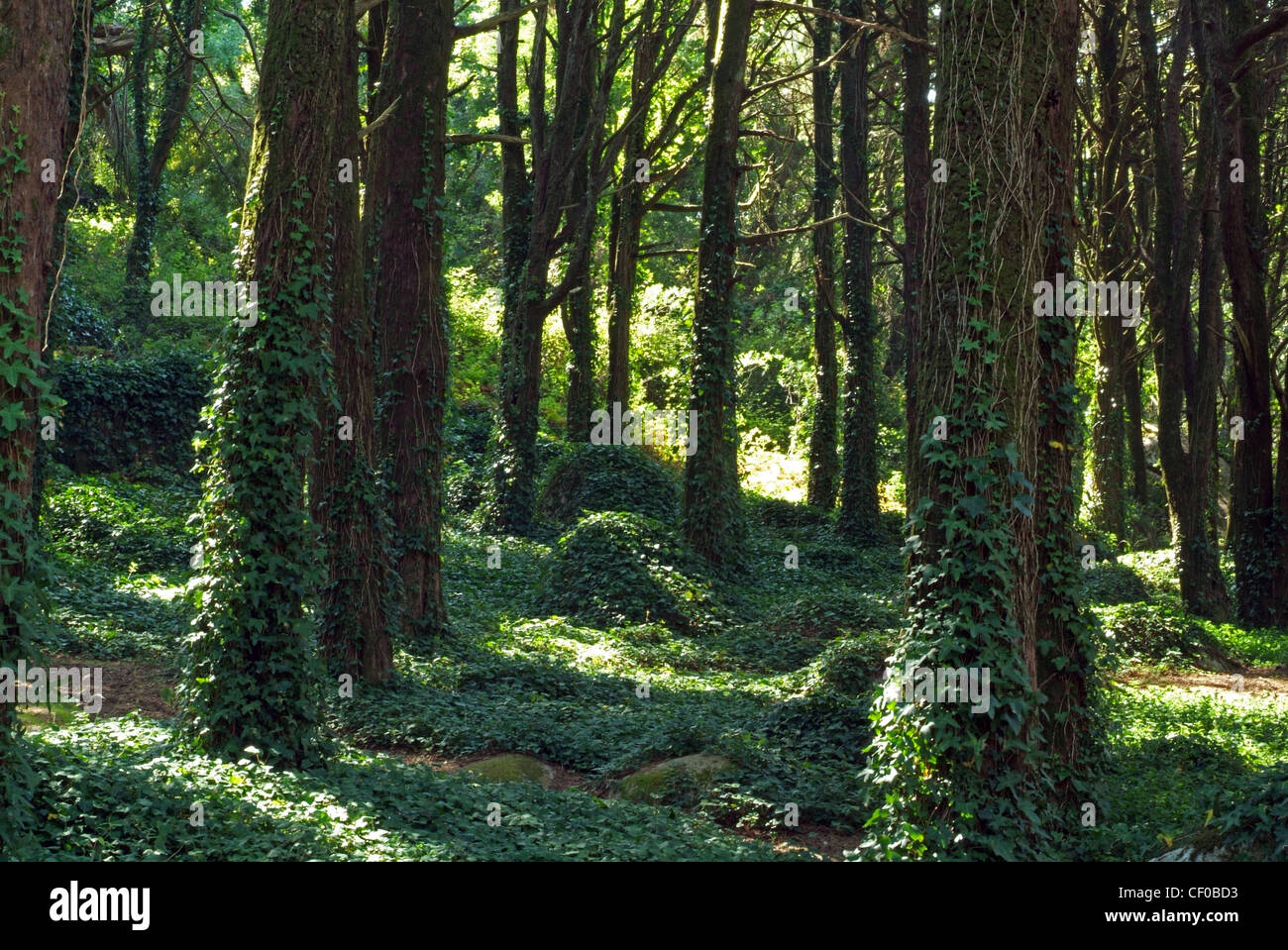 Serra de Sintra, Portugal Stock Photo - Alamy