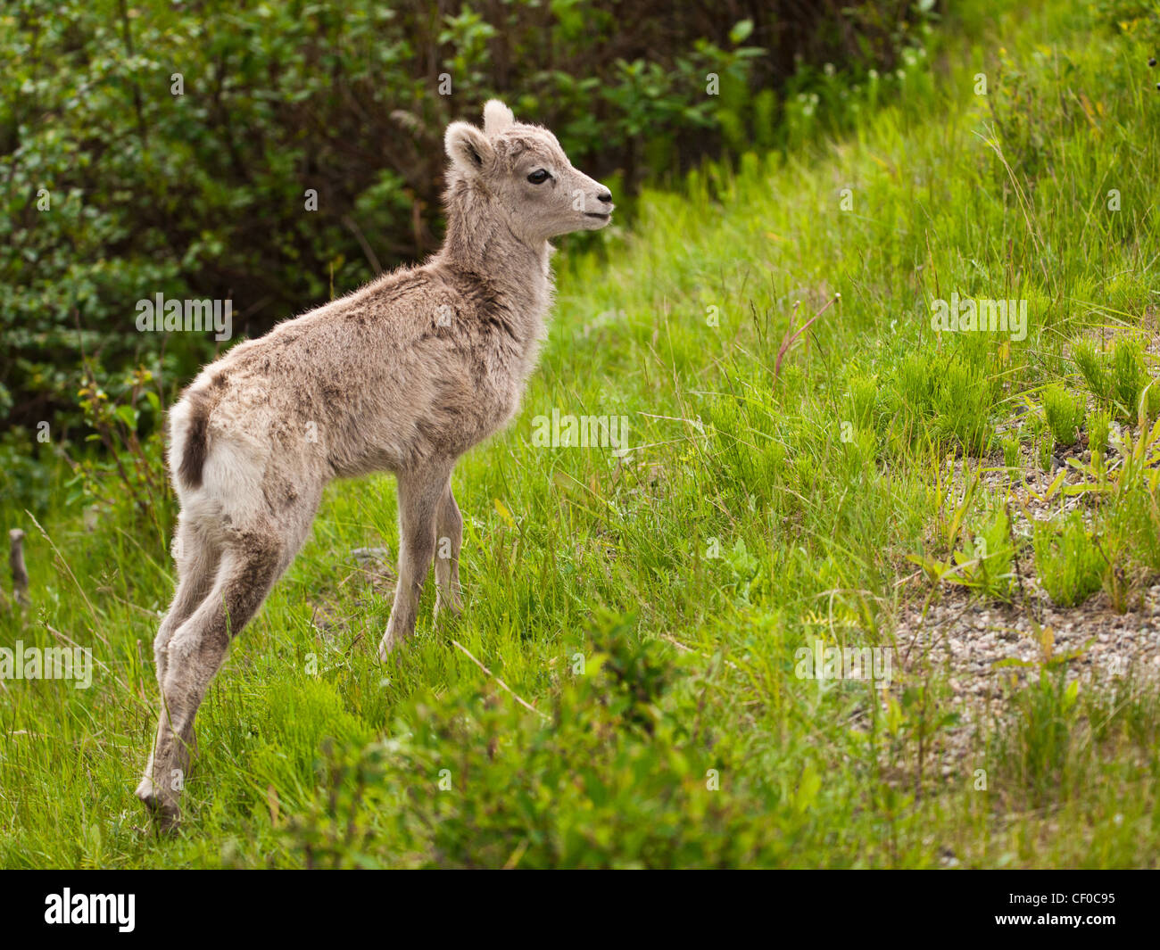 A baby big horn sheep on a grass slope in Alberta Stock Photo - Alamy