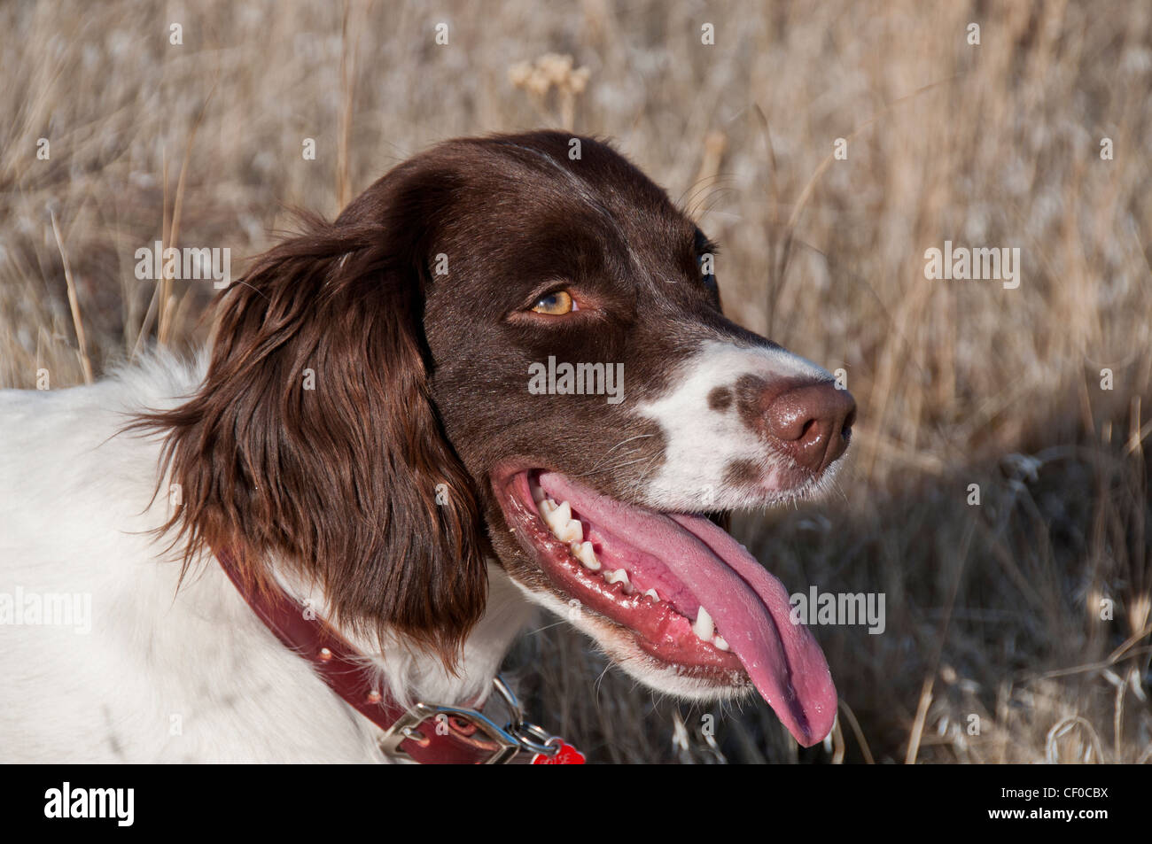 Female springer spaniel 1.5 years old Stock Photo - Alamy