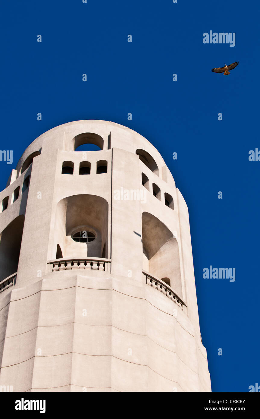 Hawk soaring above the Coit Tower, San Francisco, California, USA Stock ...