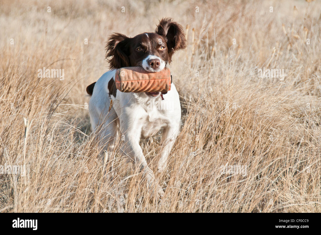 Female springer spaniel 1.5 years old retrieving bumper Stock Photo - Alamy