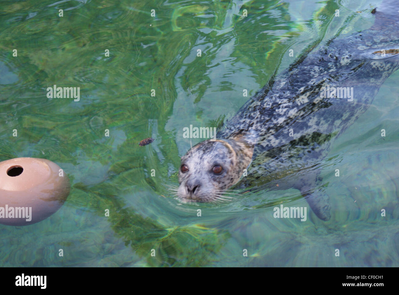 Seal ball hi-res stock photography and images - Alamy