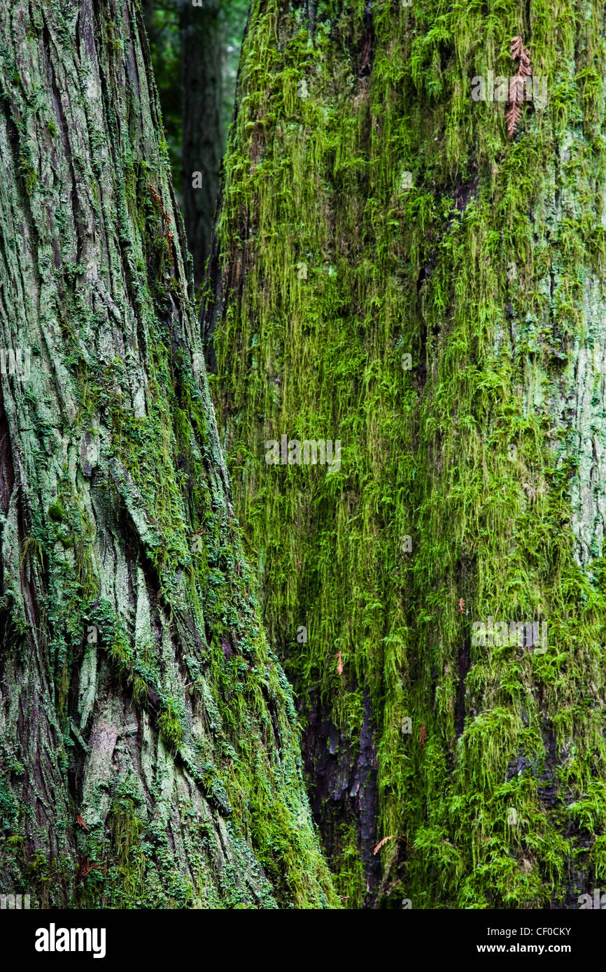 Western Red Cedar tree trunks covered with moss in a temperate rain ...