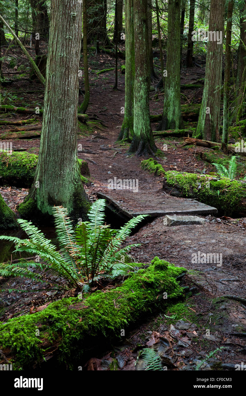 Hiking trail through a temperate rain forest, Canada Stock Photo - Alamy