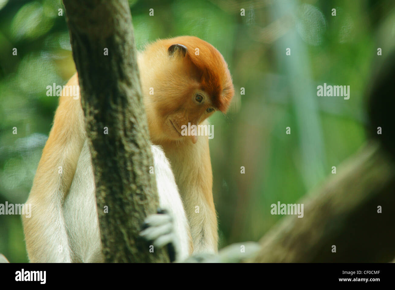 Juvenile proboscis monkey in tree Stock Photo - Alamy
