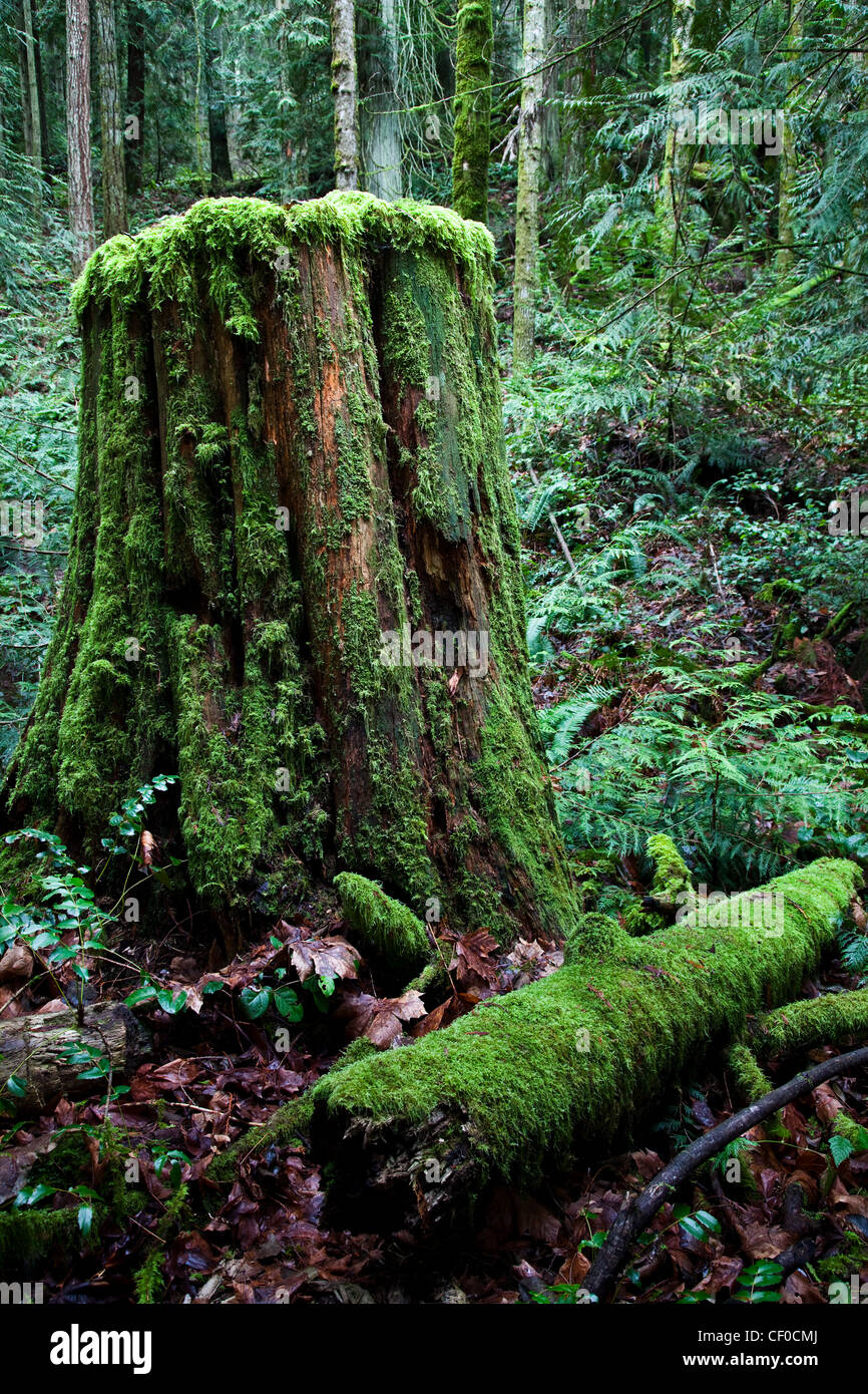 A moss-covered stump of a Western Red Cedar tree from early logging ...