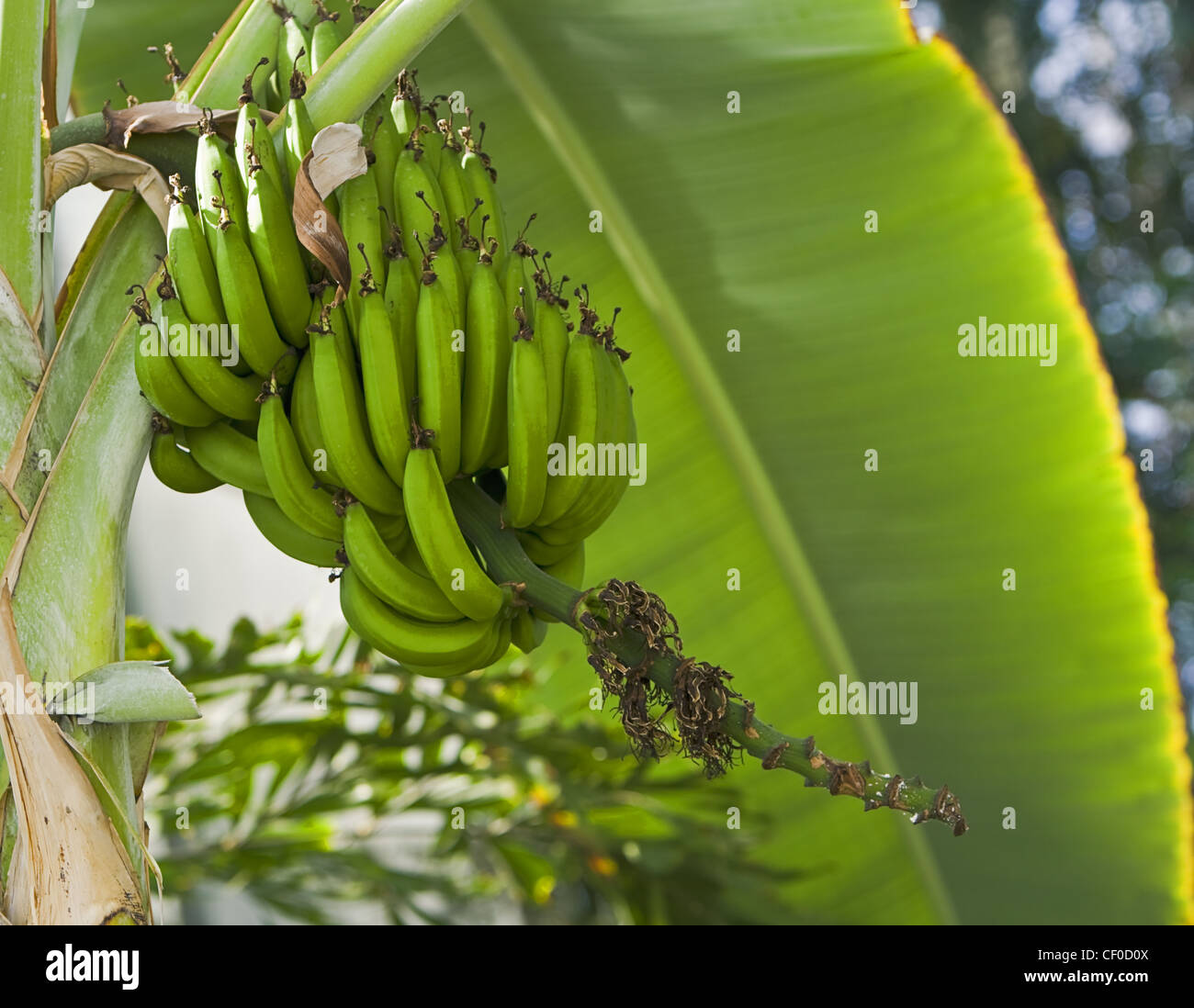 Bananas in the tree hi-res stock photography and images - Alamy