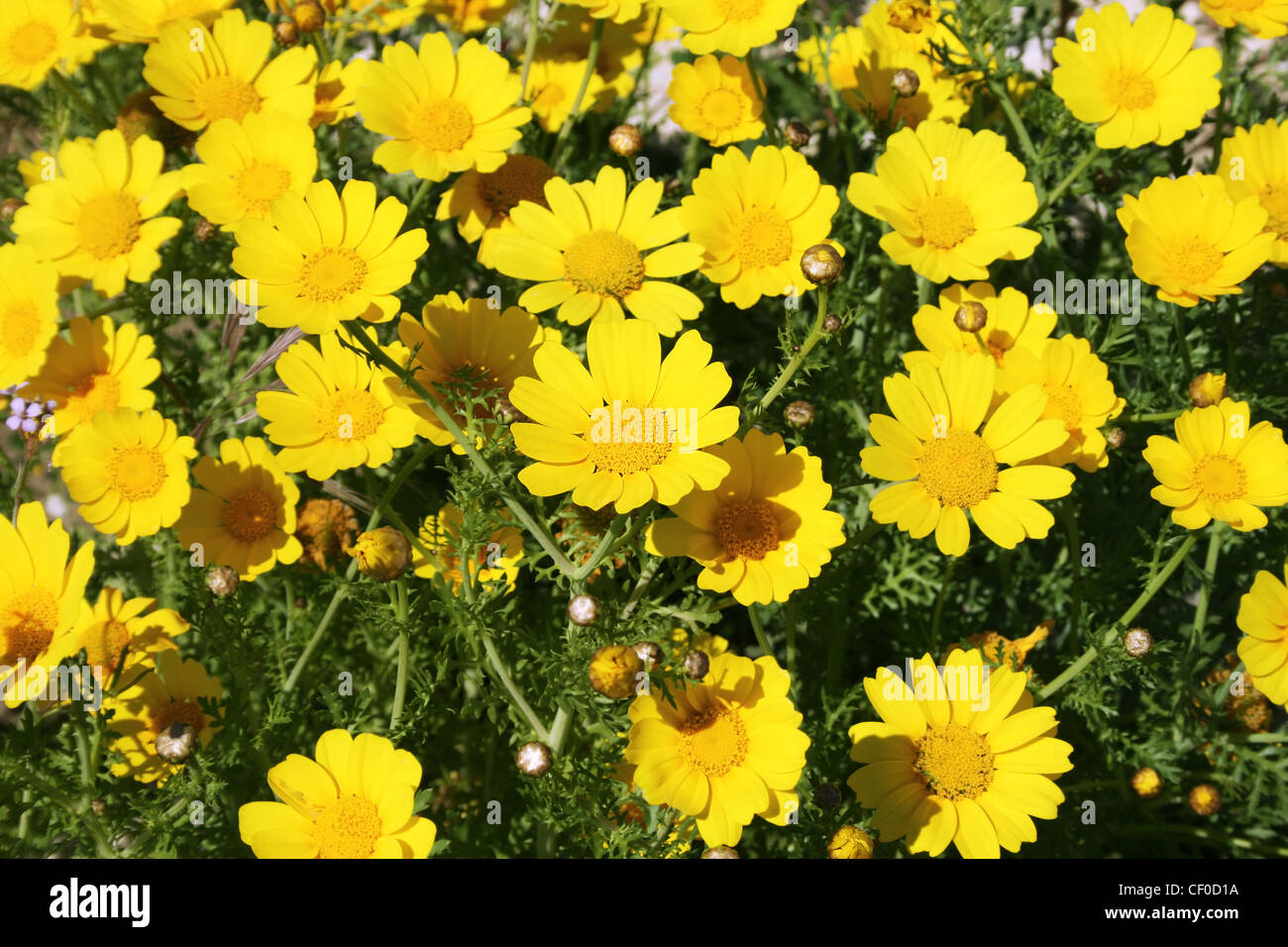 Yellow daisies in the meadow Stock Photo - Alamy
